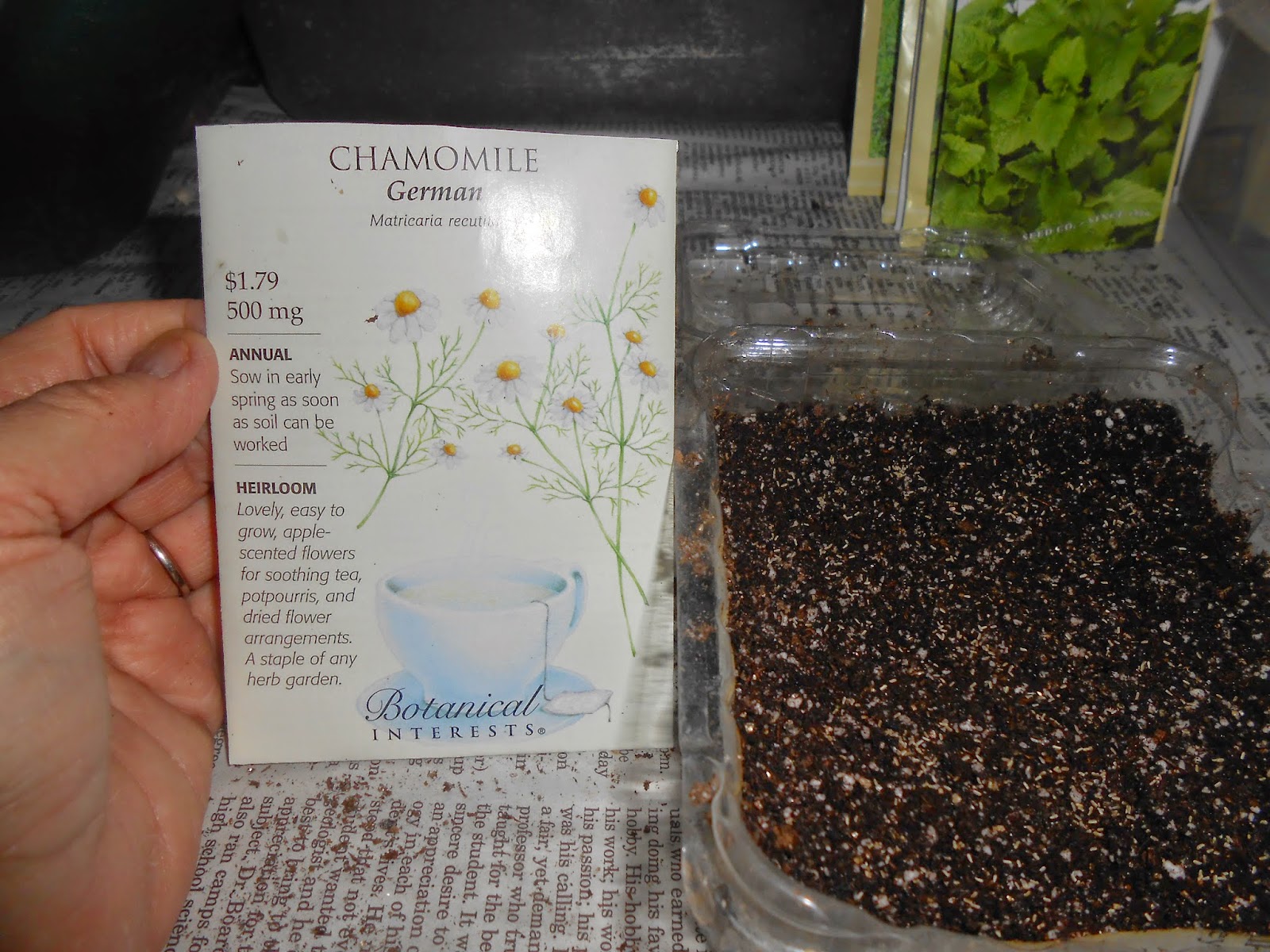 Windy Acres Diary: Plant Starting Techniques - Chamomile