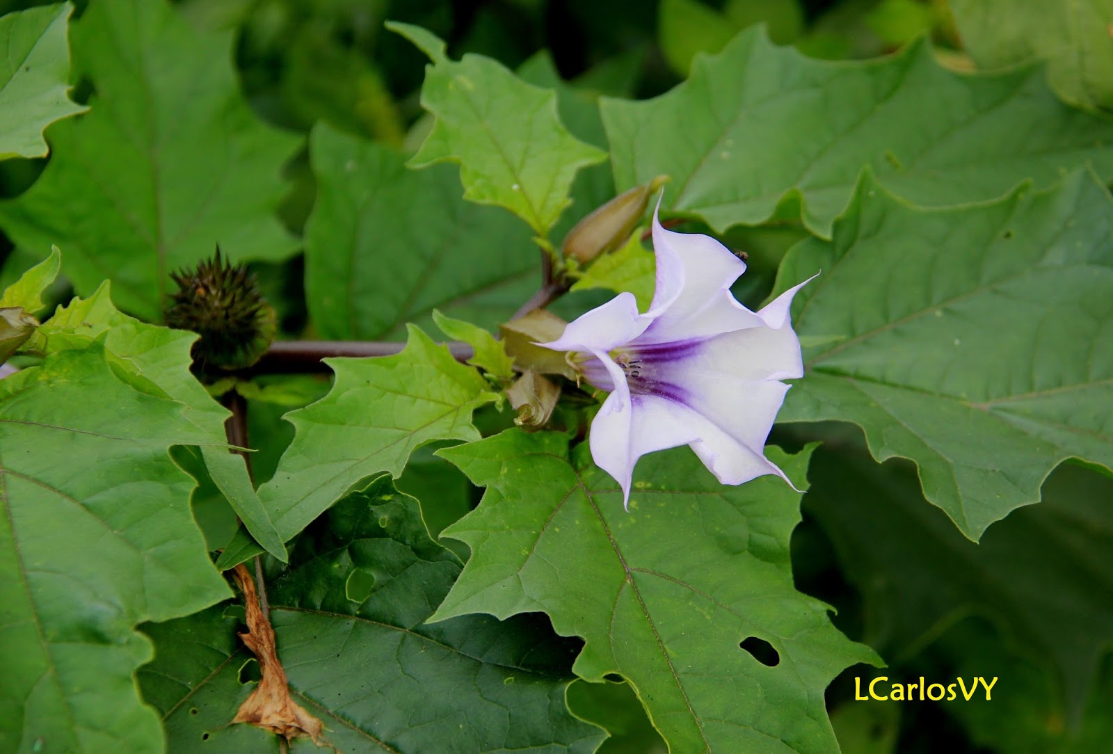 Plantas silvestres de Asturias: Estramonio, fediondu, matatopos ...