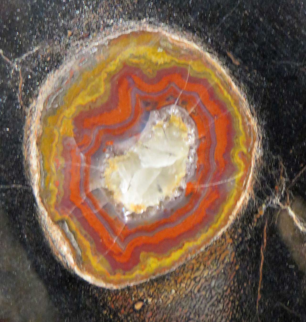 Louisville Fossils and Beyond: Agatized Dinosaur Bone Fossil