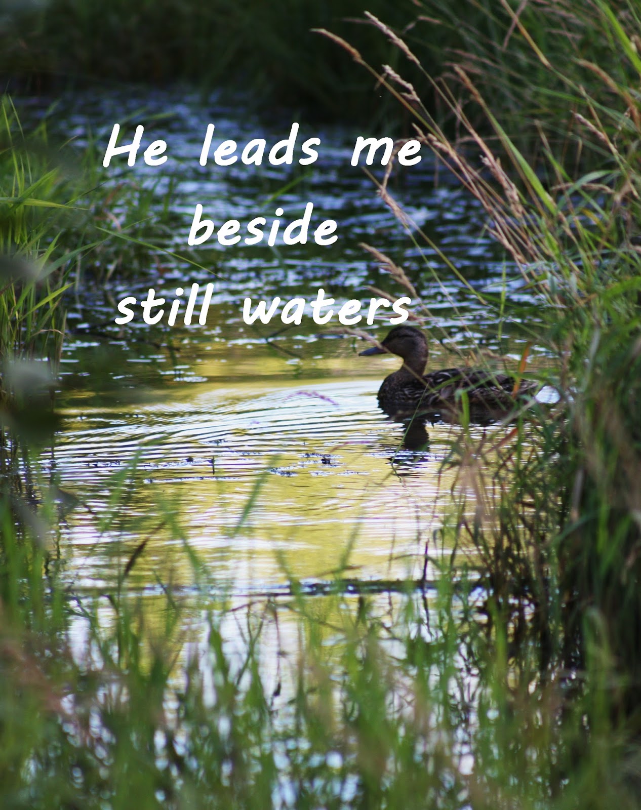 In the Wilderness: Peace Beside Still Waters