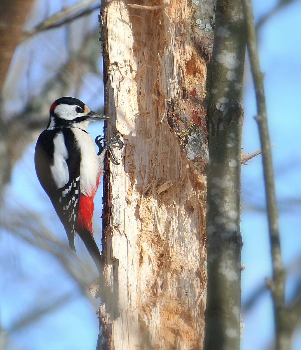 Iineksen kuvat: Tikan kevättuumat