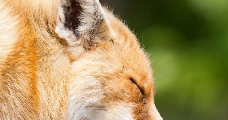 Ciclo vital de los zorros