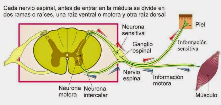 biologia2bachcamp: 3º ESO. TEMA 9. EL SISTEMA NERVIOSO