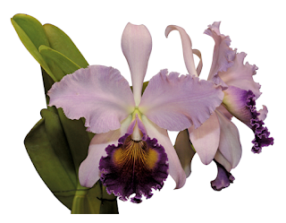 Colombian Tropical Flowers