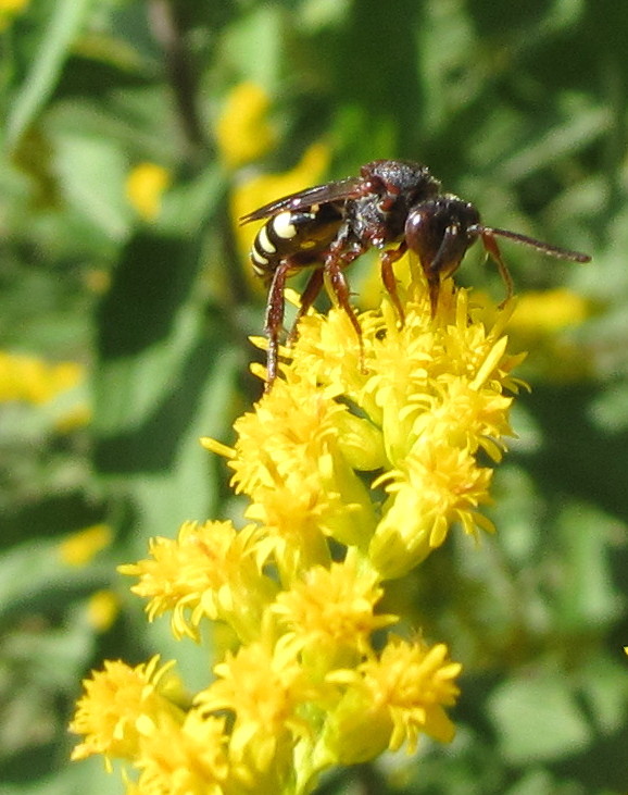 Bug Eric: Wasp Wednesday: Not Wasp?