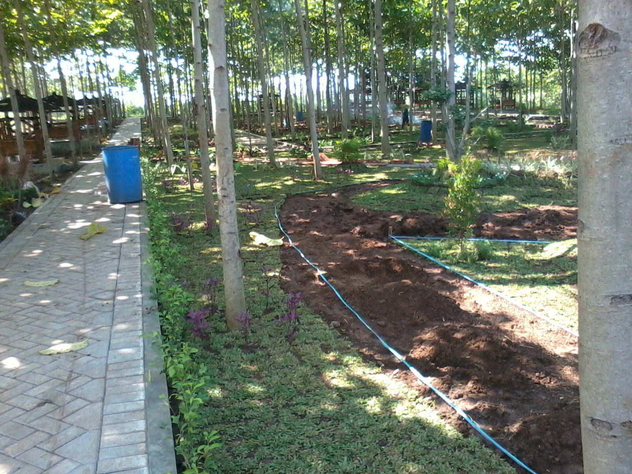 Harga rumput gajah mini , jepang , swiss, golf , lamuran , manila tahun ...