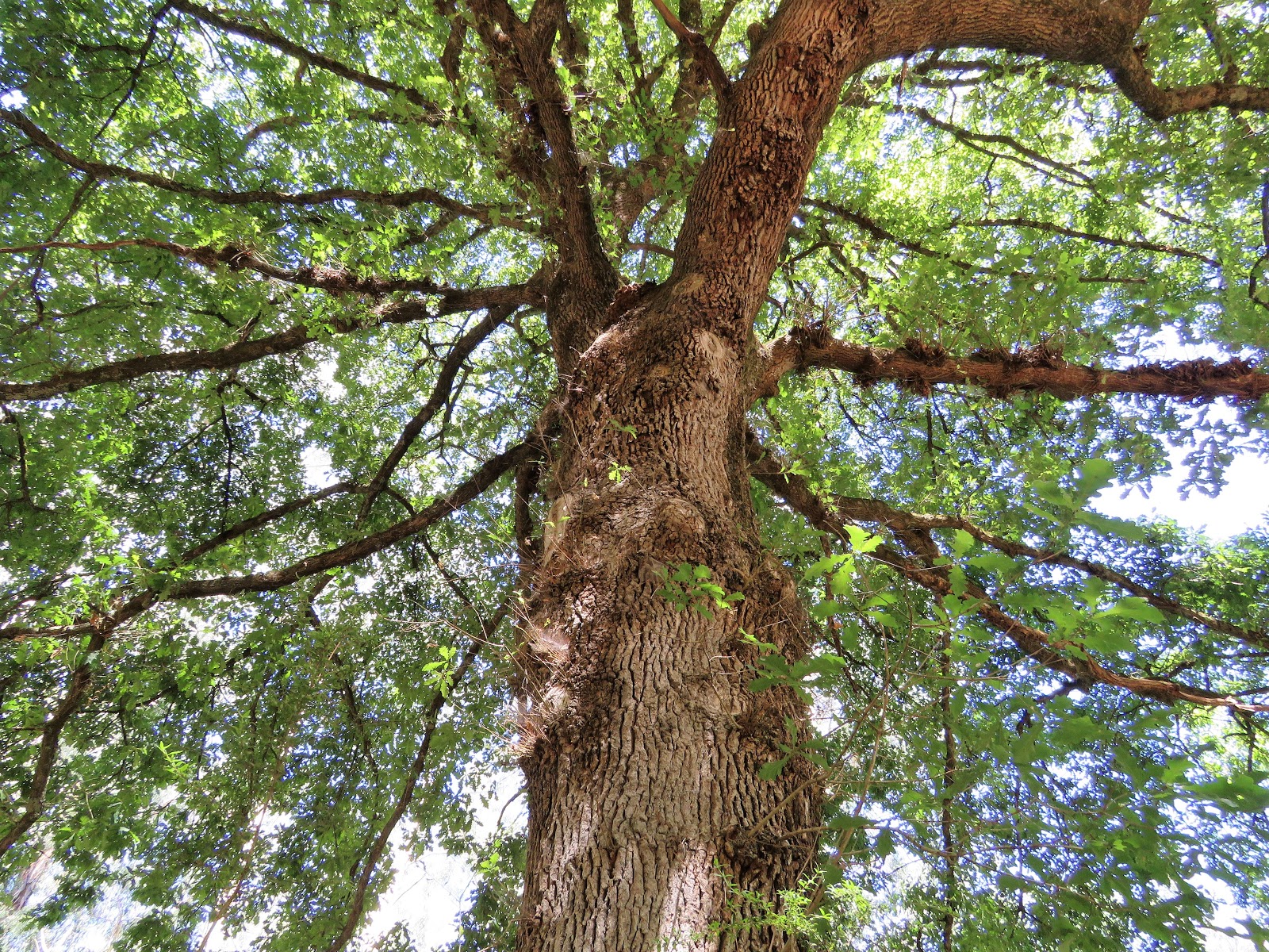 Lady Denman: Surrogate tree-planting feminist who loved the outdoors ...