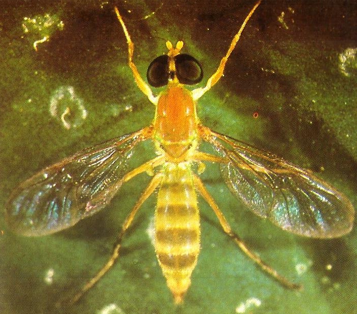 Manash (Subhaditya Edusoft): Some Unique Insects From The Vast Insect World Part(2)