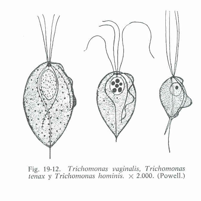 Lecture Notes in Medical Technology: Lecture #15: SUBPHYLUM MASTIGOPHORA