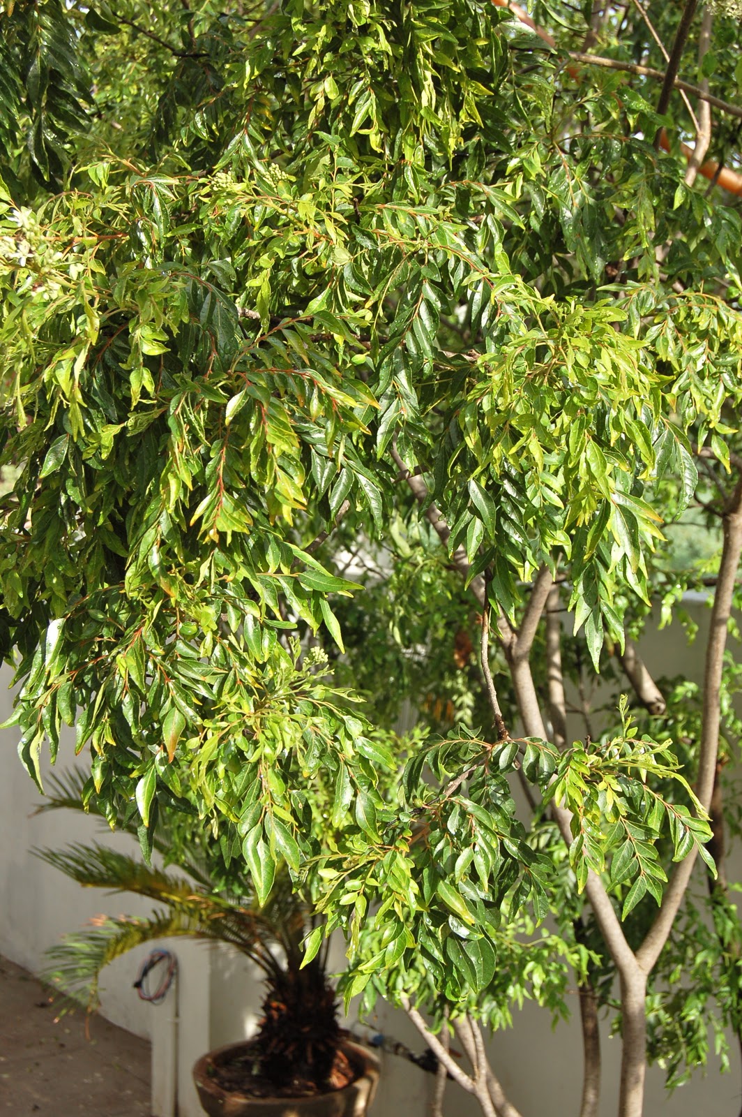 Kaarasaaram: Mushroom Curry Leaf Masala