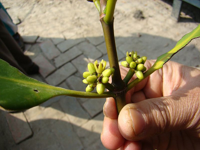 The Sundarban Trip with BNHS 17th to 20th December 2012: The Sundarban ...