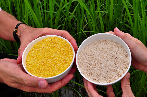IRRI News: Golden Rice gains health and safety nod from Health Canada