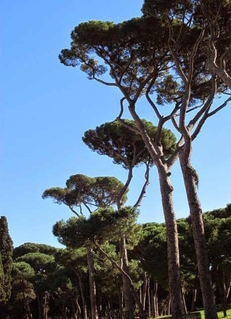 My Mission in Rome: The Pines of Rome