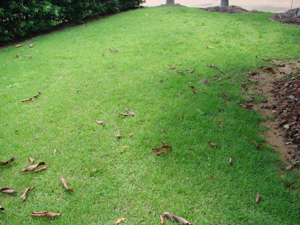AboveCapricorn: Compadre zoysia seed - AVAILABLE FOR SALE