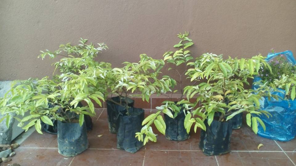 Live Green Live Better: Santalia Daun Batik