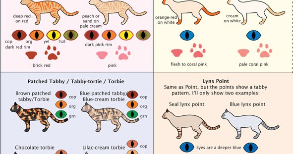 Siamese Cat Colors And Patterns {NEW} | Siamese Cats And Kittens