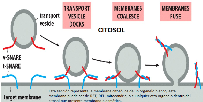 AYUDA PARA EL ESTUDIANTE: COMPARTIMENTOS Y TRANSPORTE INTRACELULAR II ...