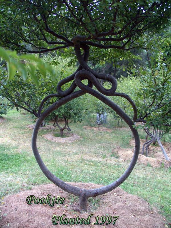 The Unusual Tree Shapes | Weird Things, Weird Pictures, Photo Blog