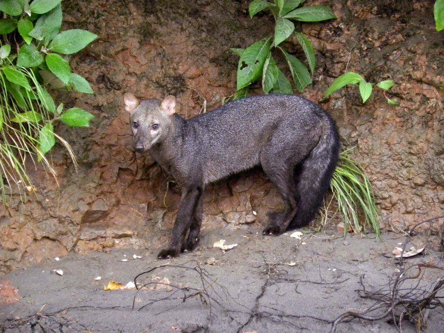 Legenda Mitla - Dunia Fantasy