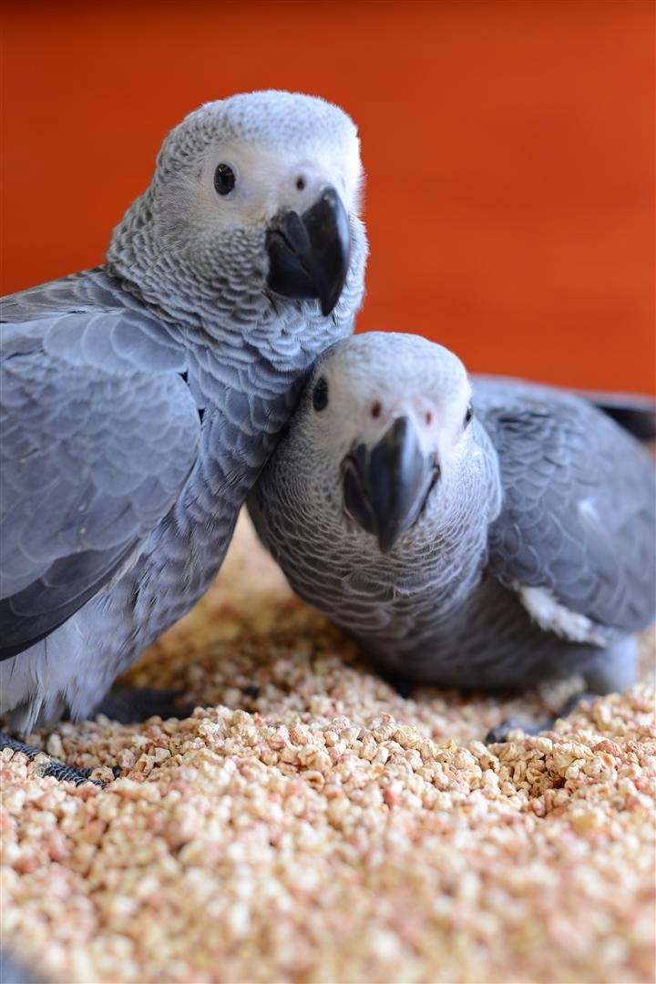 Perroquet d'Afrique