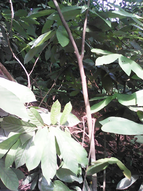 TUJOH:*:BINTANG***::: Rengas Si Kayu Hantu