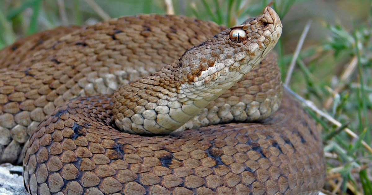 (Paleo-)Herpetología: Vipera aspis - Víbora áspid