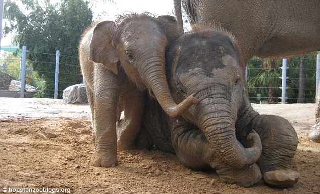 Baby Elephant Who Animal