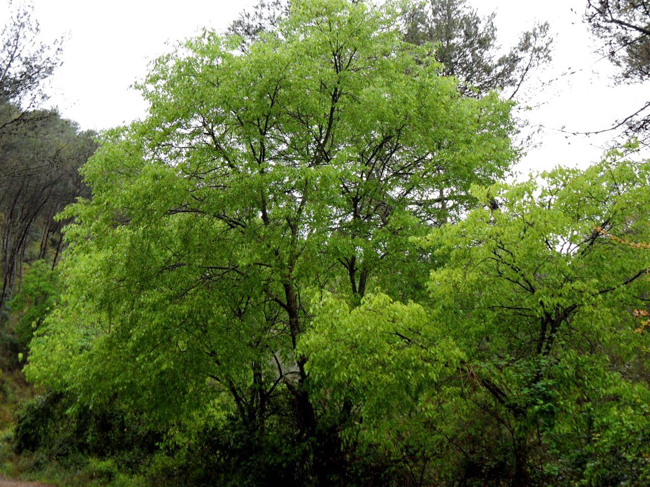 Sueras (Fuente de Castro-Mas de la Campana-Senda Solano de Jinquer ...