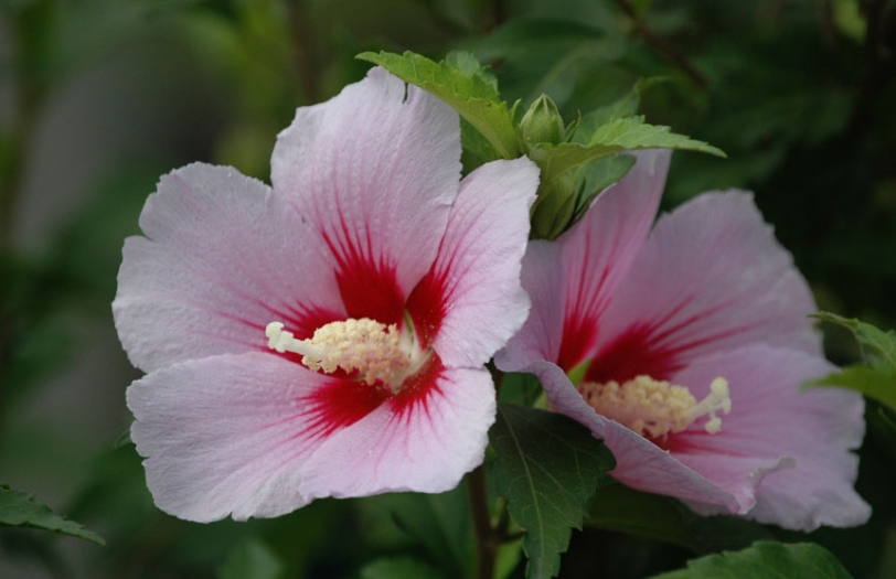 Tak Hanya Edelweis, Simbol Keabadian Juga Dimiliki Mugunghwa ~ Biosfer