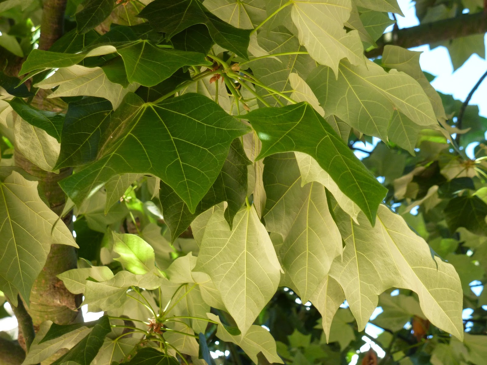 Árboles con alma: Arbol botella rosa (Brachychiton discolor)