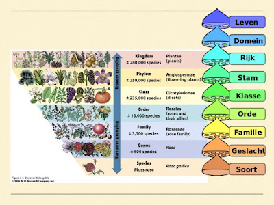 Ordening en Evolutie: Ordening