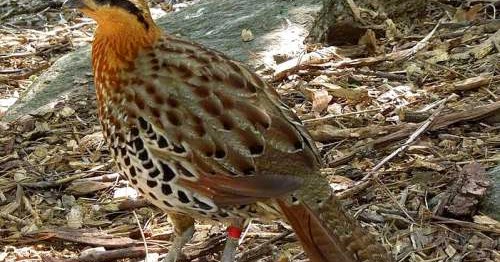 Mountain bamboo partridge | Birds of India | Bird World