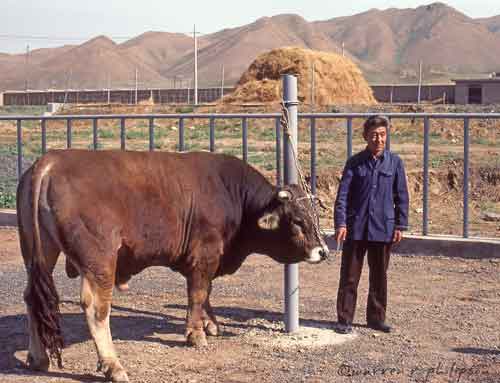 Retired--Now What?: China Cows Photo Addendum
