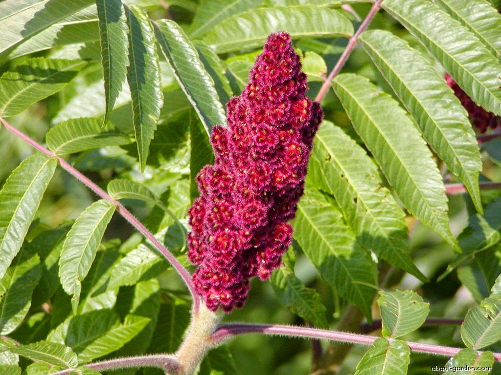 Hortiholičarke: Rhus typhina (kiseli ruj)