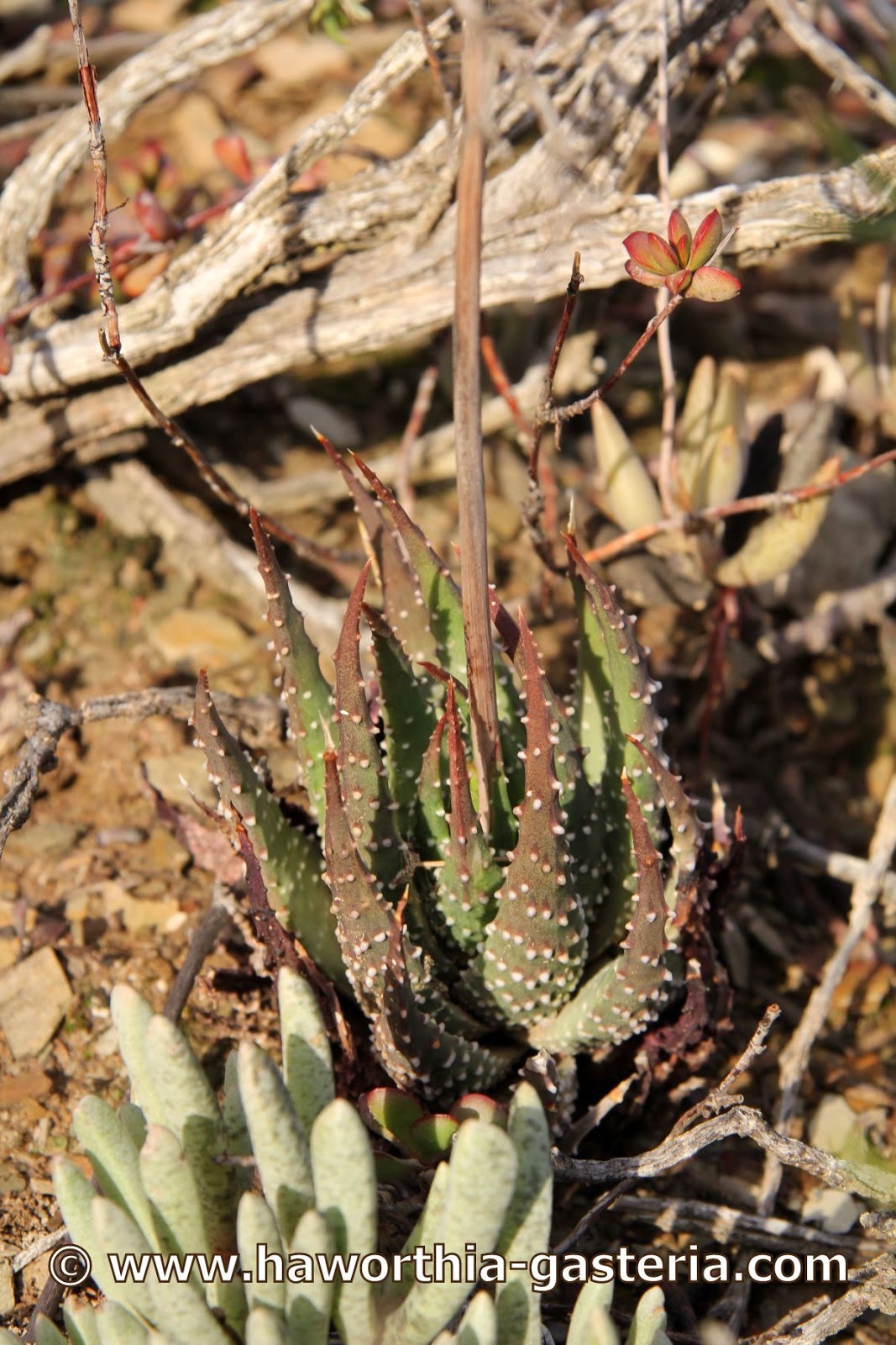 All you wanted to know about Haworthias, Gasterias and Astrolobas ...
