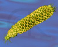 Plant Life: Chrysophytes