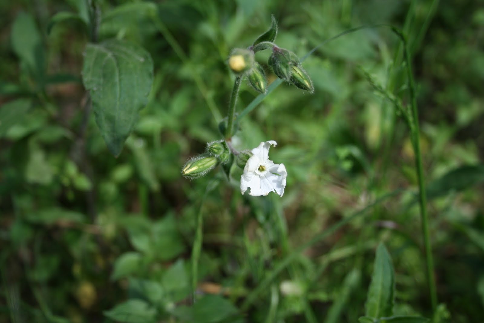 FLORS DE L'ARDENYA: HERBA PRIMA