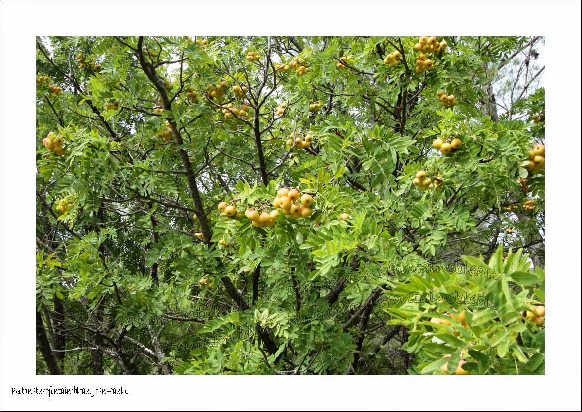 Sorbier domestique Cormier Sorbus domestica. 2014 093