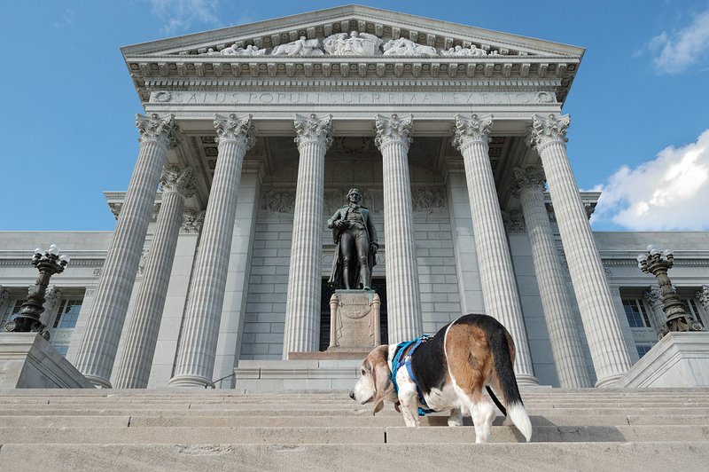 Jake's Takes: Basset Thoughts: Jake for President