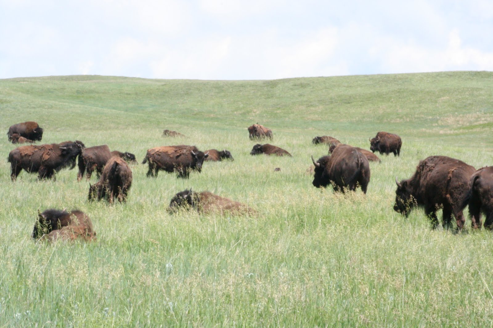 Fossil HD History: One Stop Shop: The American Buffalo