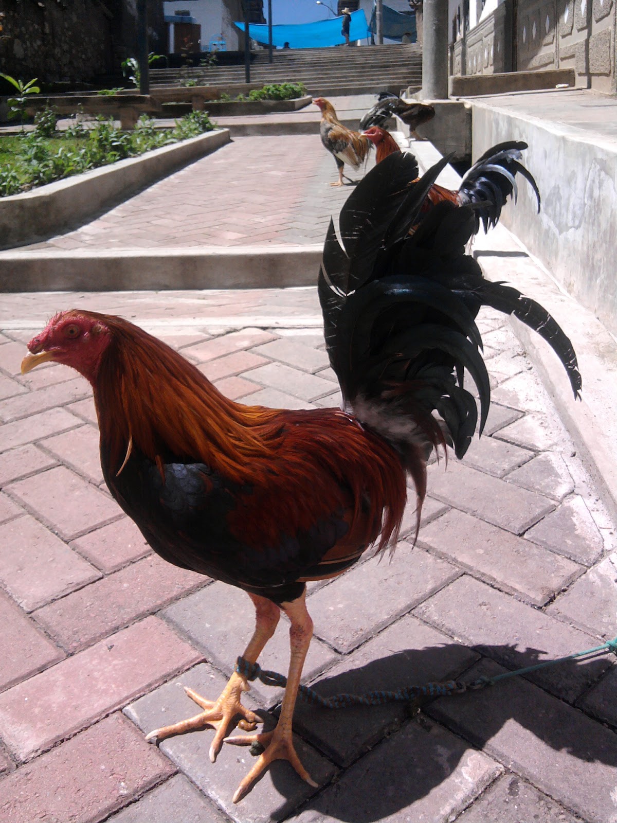 GALPON JHERALDINE-Hnos LOZANO