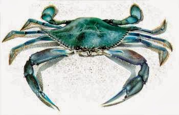 Estudando a Vida: Artrópodes