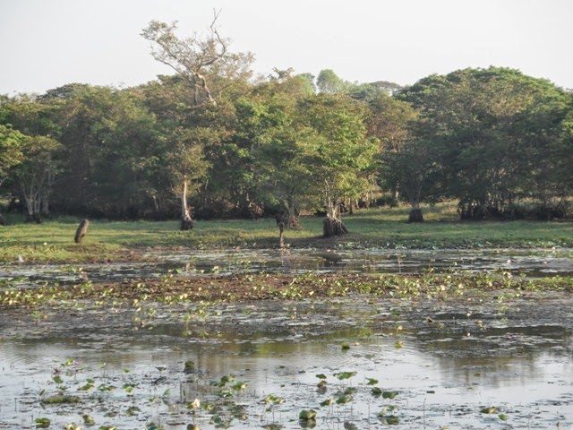 Uncommon Paths: Thonigala Rock Inscriptions