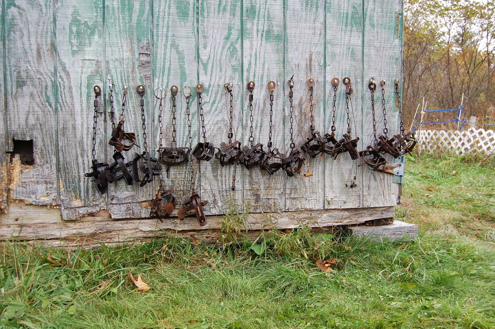 Carmel Hillbillies: Muskrat Trapping in Maine ~An Outdoors, Maine Post!