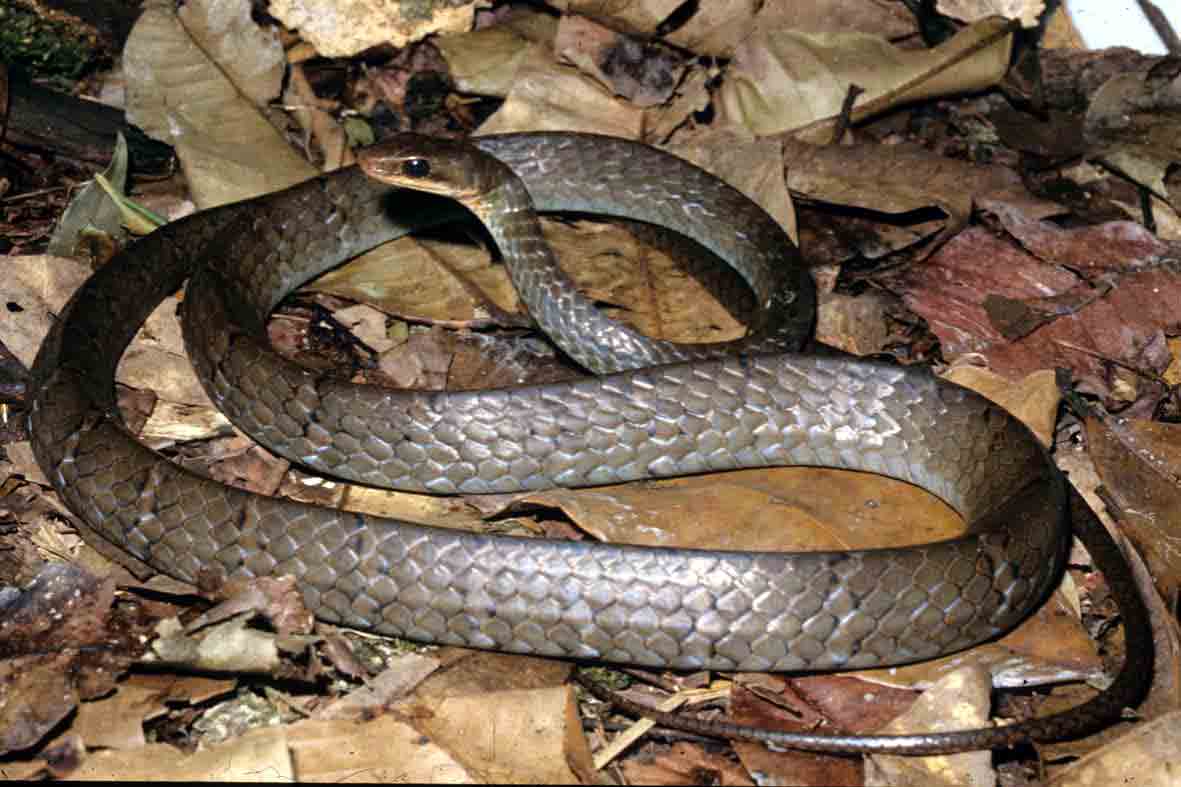 Répteis S.A.: Nova espécie de Cobra-Cipó