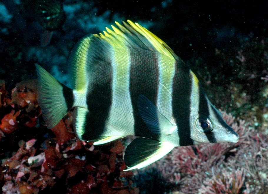 Artes de Pesca: PECES MARIPOSA CHAETODONTIDAE