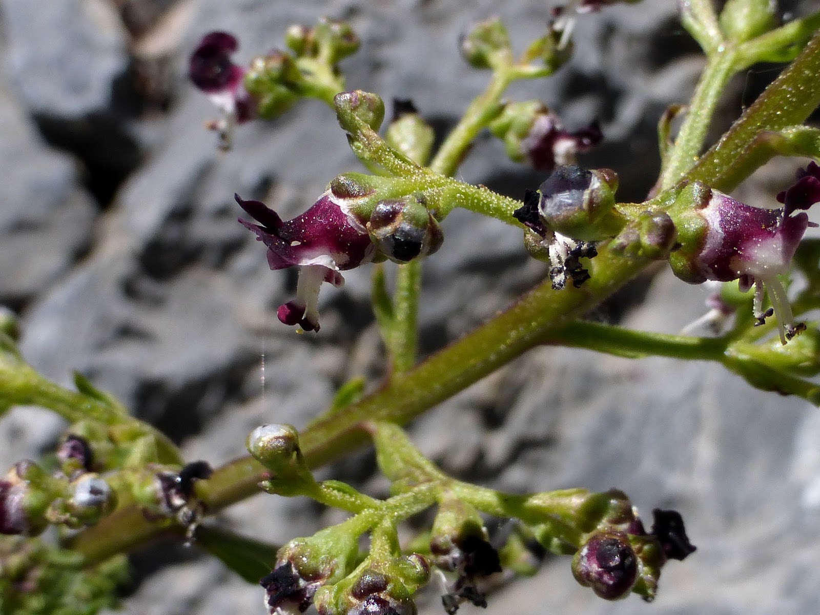 rocayflor: Saldo del río Escarra