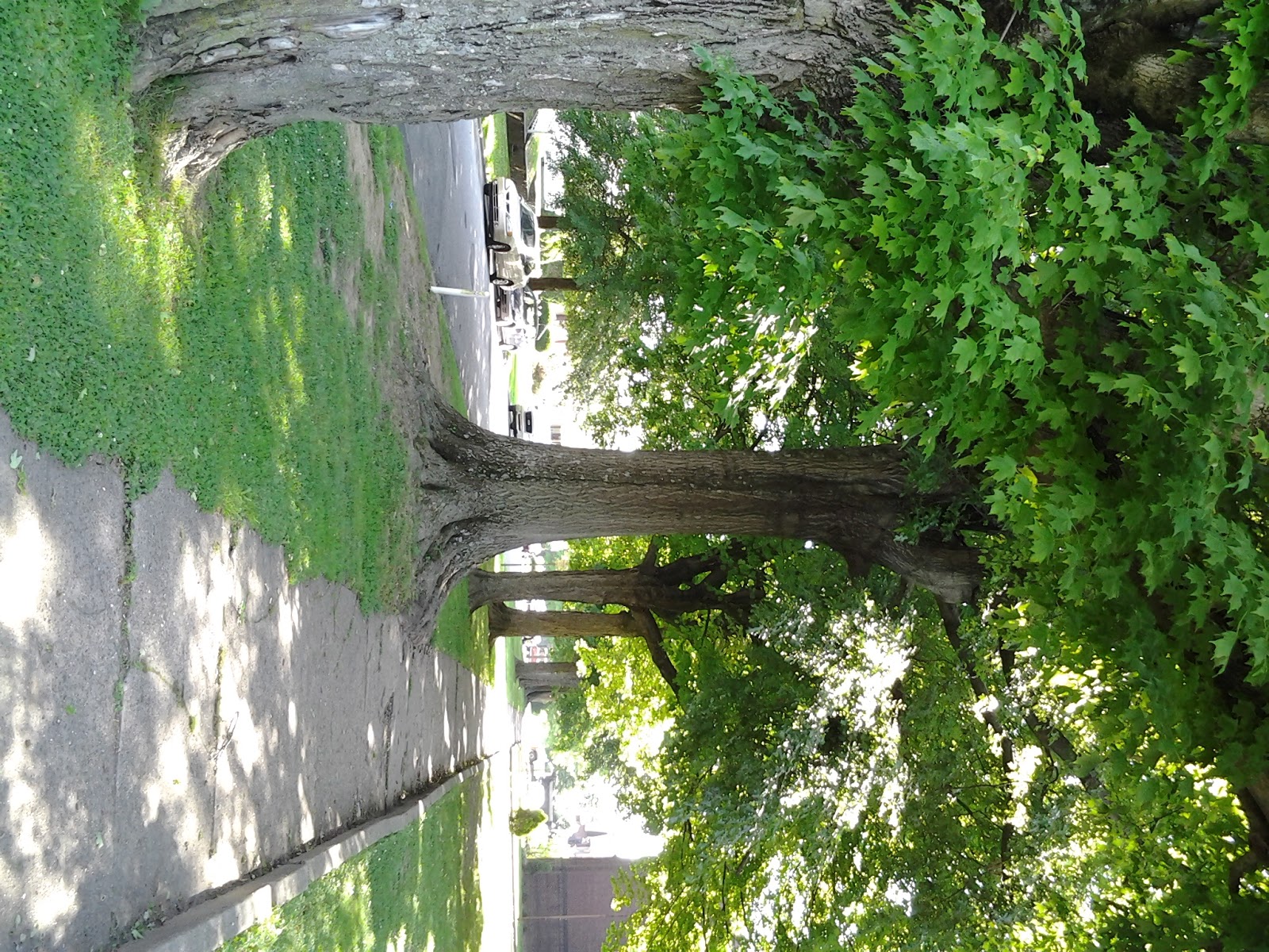 Joe Thacker's Forest and Rail Blog: Tree Identification 6: Pin Oak