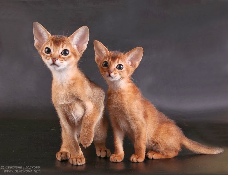 Abyssinian Cats | Cute Cats