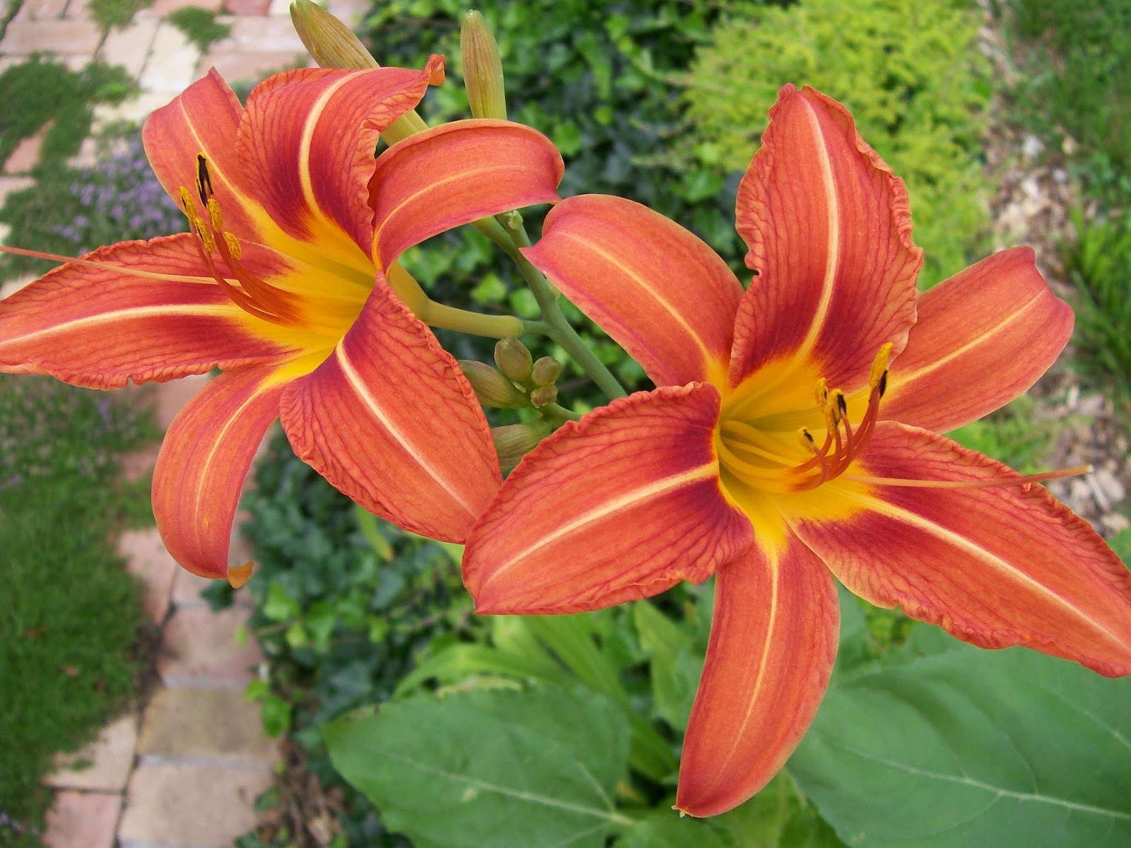 Intuitive Value: Spring to Mid-Summer Garden and Landscape